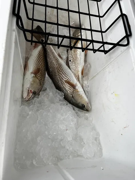 Savannah GA Redfish Deep Sea Fishing Charter Trips for Sciaenops Ocellatus